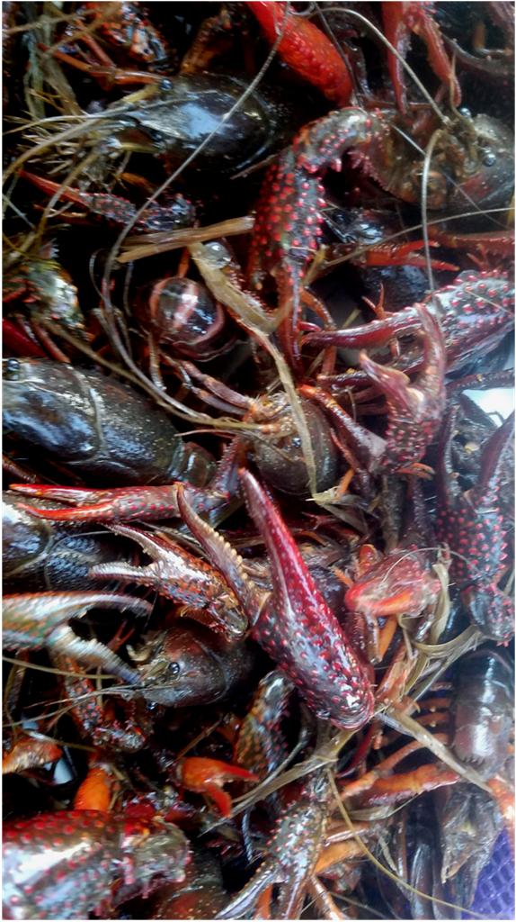 Live Crawfish and Seafood Shipped to Door/Airport