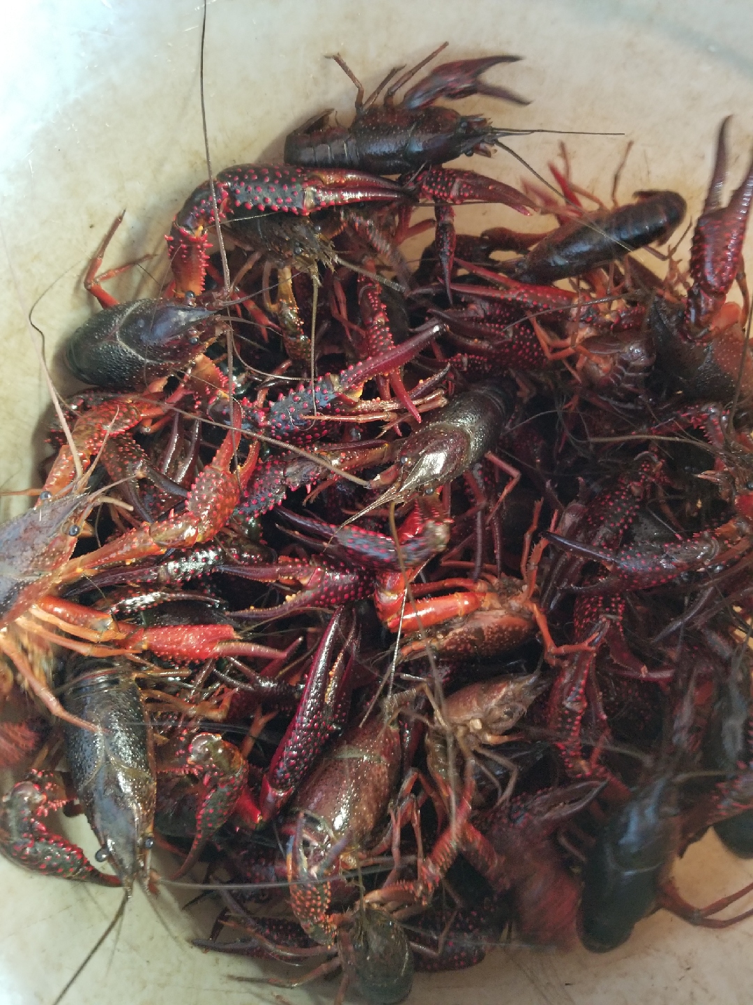 Live Crawfish and Seafood Shipped to Door/Airport