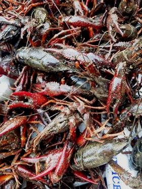 Live Crawfish and Seafood Shipped to Door/Airport